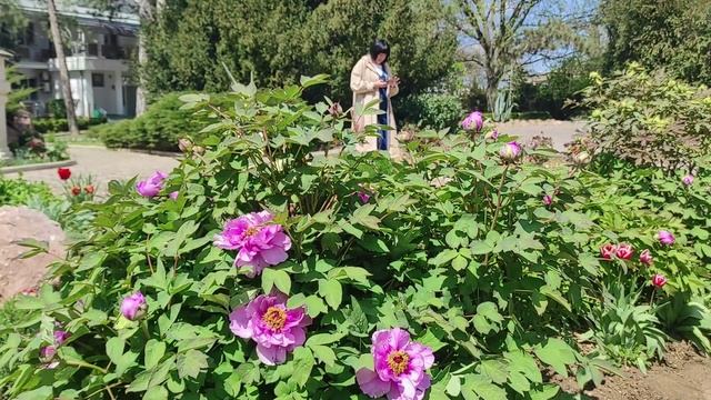 Пион древовидный зацвёл в санатории Пирогова