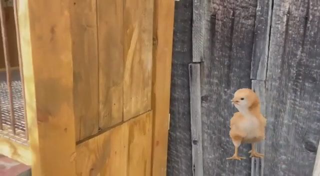 Клетка для бройлеров своими руками. Фильм 3