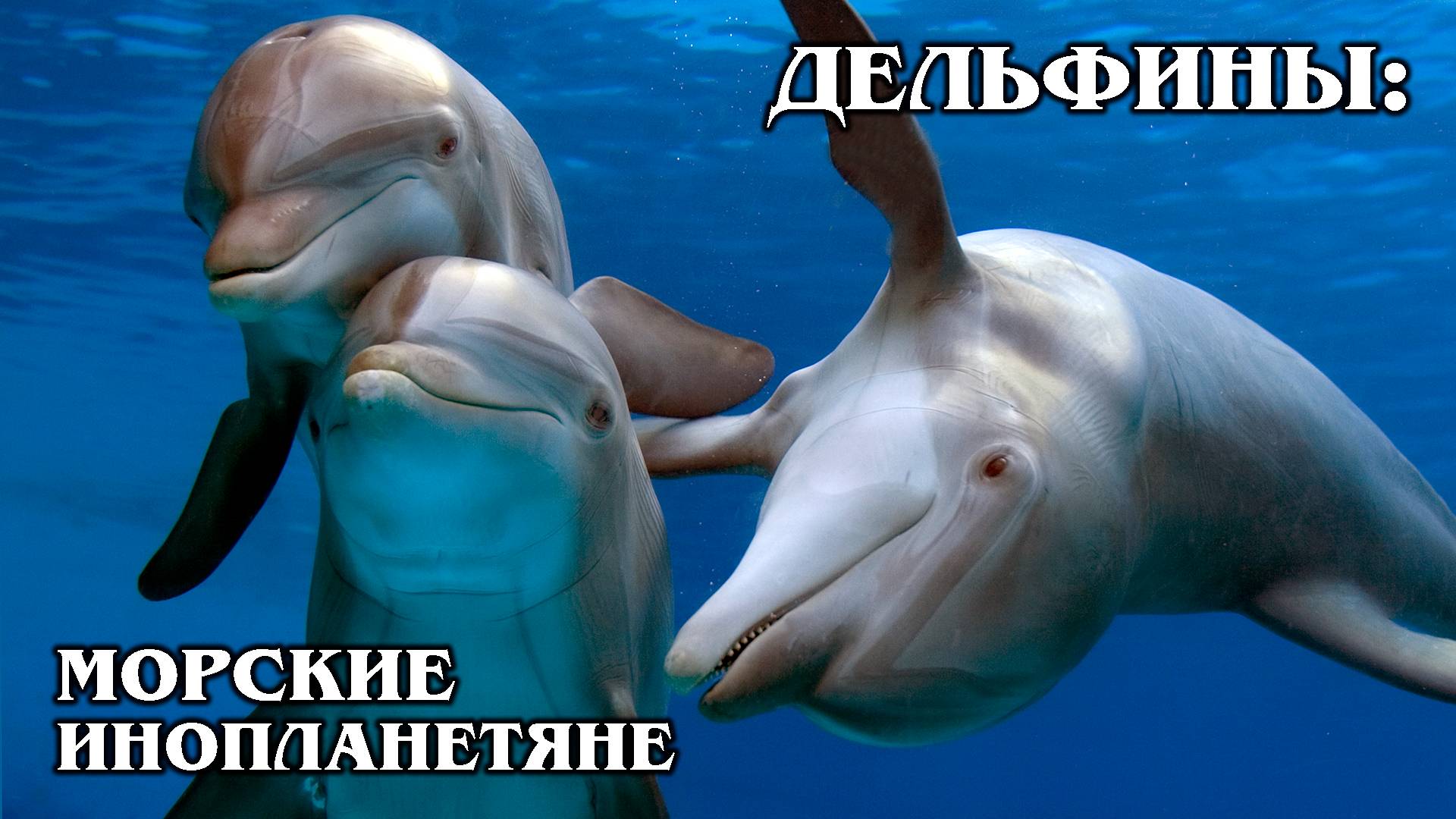 Дельфины: Юмористы подводного мира  | Интересные факты про дельфинов
