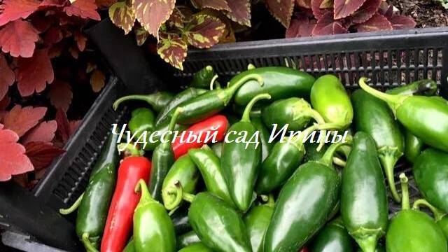 Любимые сорта острого перца. Чудесный сад Ирины
