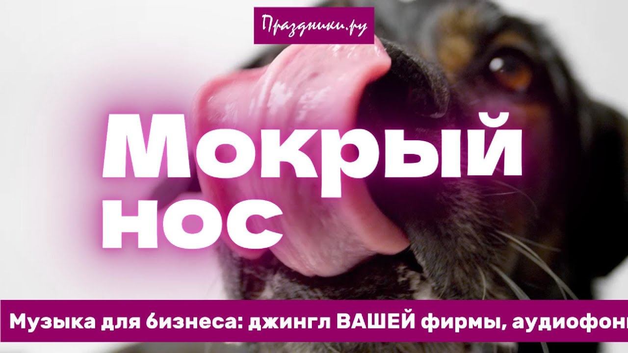 МОКРЫЙ НОС 🐶 Песня про сеть зоомагазинов #юмор #собака #кот