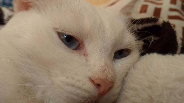 Кошка-Тигра. Барбариска - Майя.