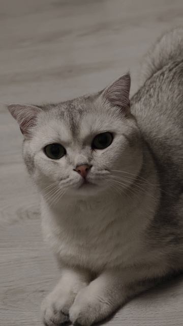 Всё для вас😺