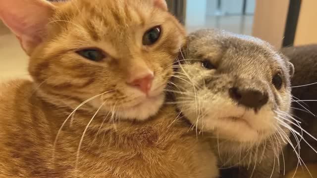 Лучшие друзья ! Неожиданно и мило !