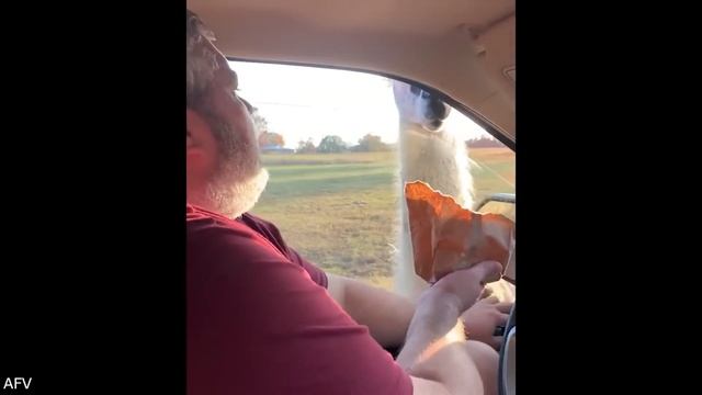 Игры животных 3