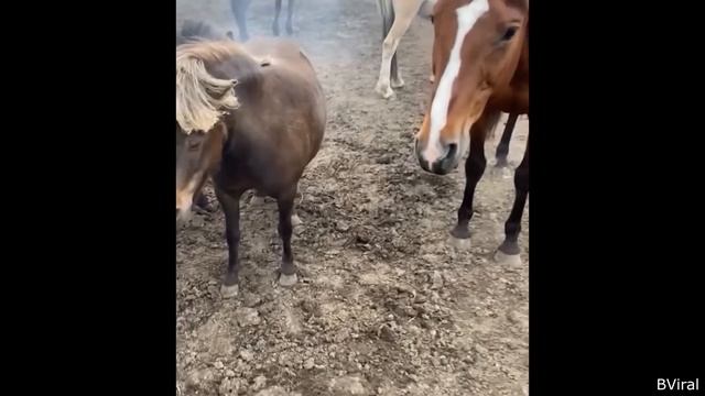 Игры животных 4