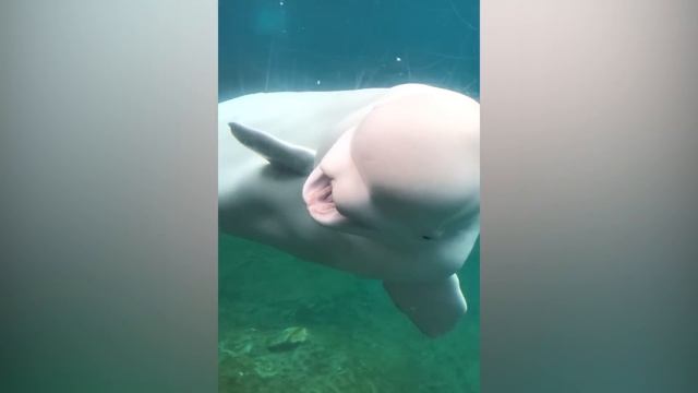 Игры животных 2