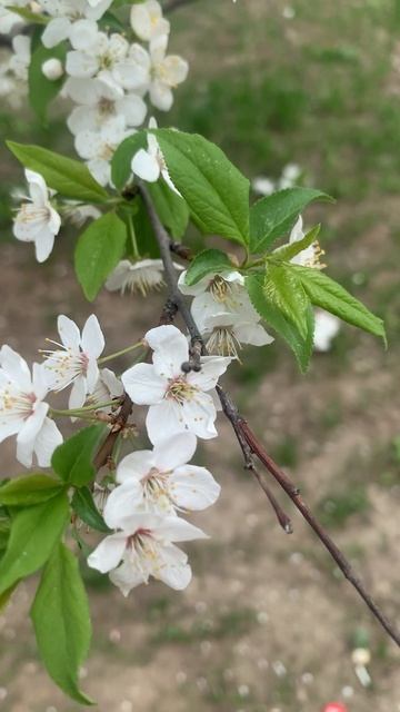 Цветение вишни