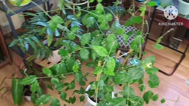 Картинки из прошлого