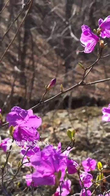 Красота на сопках Приморья. Багульник цветет.😍😍😍