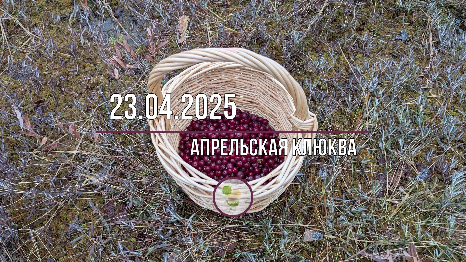 Клюква в апреле. Лодейнопольский район ЛО, 23.04.25г.