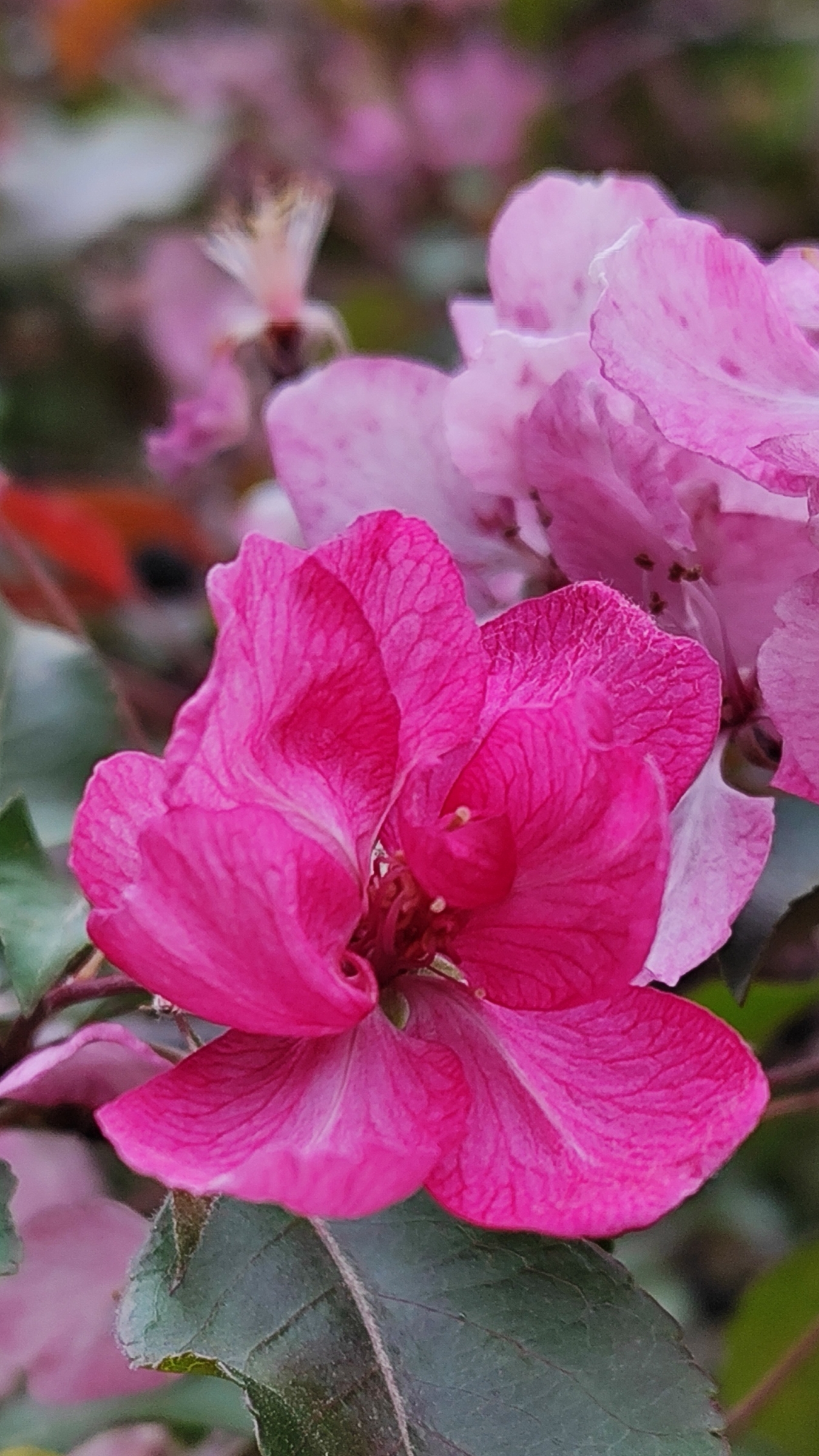 Весна в Дендрарии, Краснодар 🌺