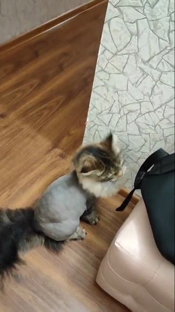 Лапландия(Лапа): Стрижка под льва Ожидание вс Реальность