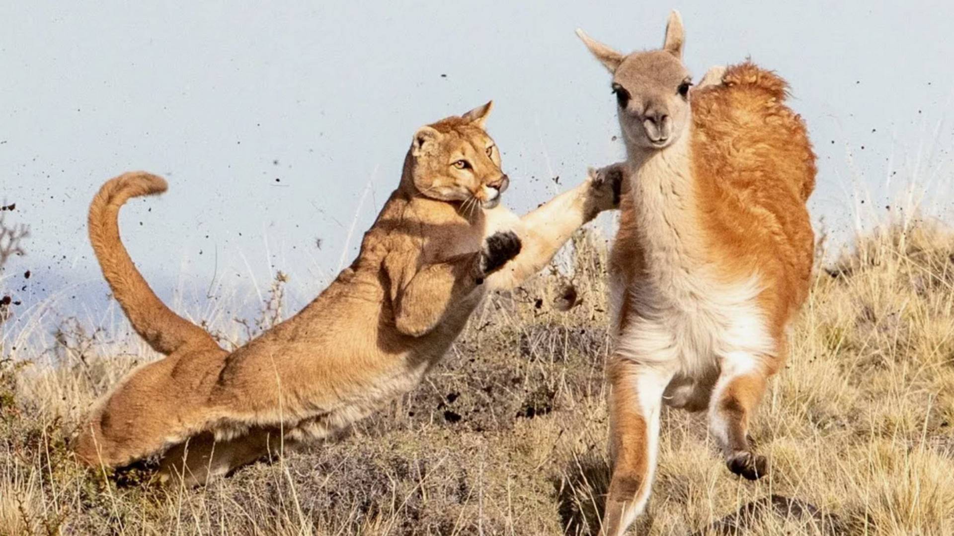 Смертельная охота: когда хищник меньше своей добычи