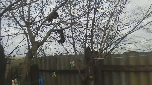 Черный слинял...