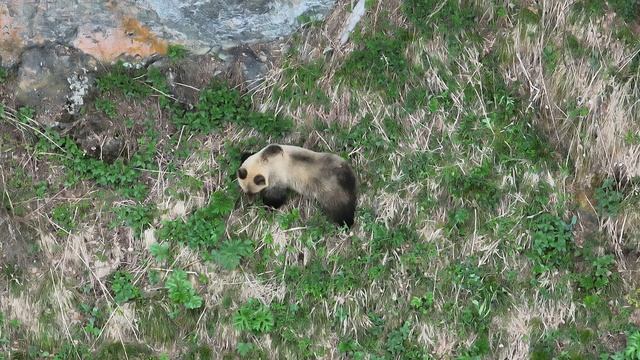 Медведь с окраской «панды»