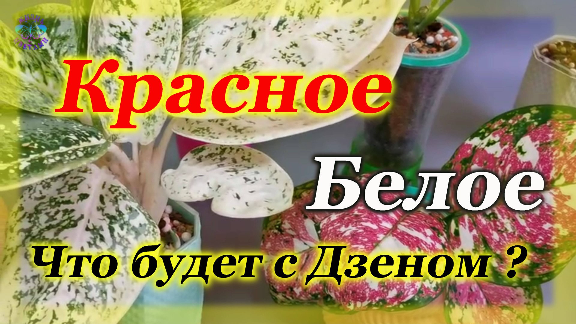 Красное белое. Что будет с Дзеном?