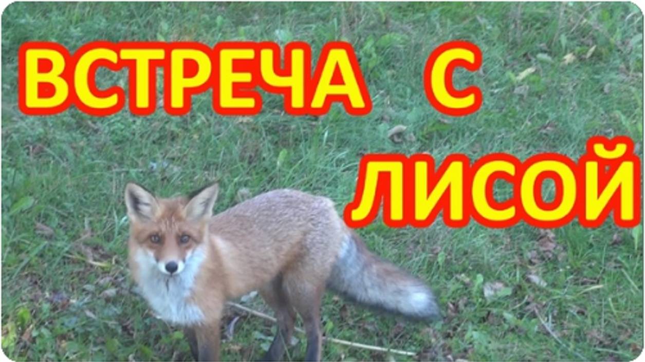 НЕОЖИДАННЫЙ ГОСТЬ НА РЫБАЛКЕ. ВСТРЕЧА С РЫЖЕЙ КРАСИВОЙ ЛИСОЙ.