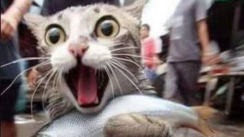 Бестолковые коты....