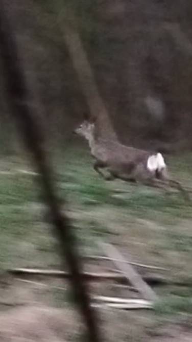 Косуля на тяге вальдшнепа