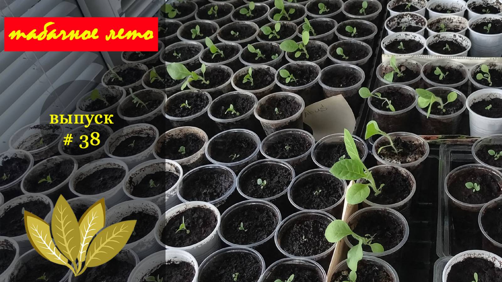 Выпуск #38 Работа с рассадой. Сезон 2025 года. #табак