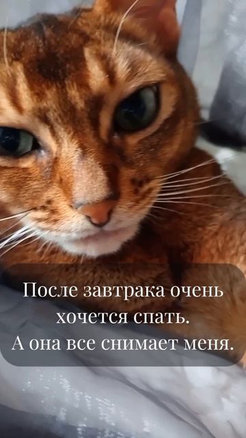 Аксинья Гаинцева 

#еленагаинцева #абиссинскаякошка #абиссинскаялюбовь #абик