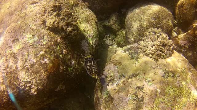 Рыбы Андаманского моря. Кузовок Остракион Мелеагрис (Оstracion meleagris).