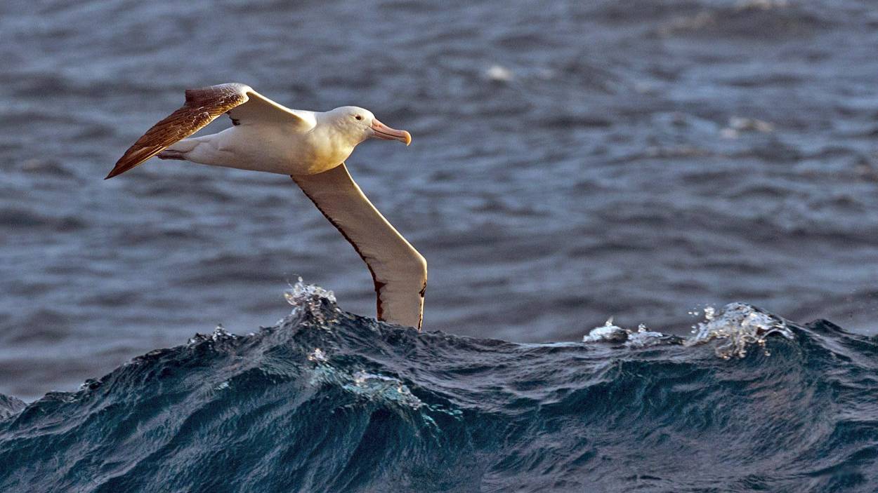 Подарите мне море