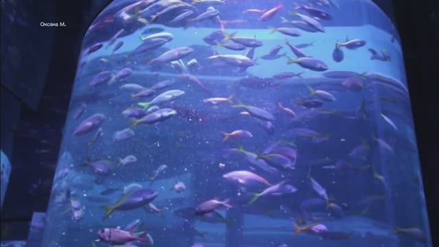 Океанариум в Санкт-Петербурге.mp4