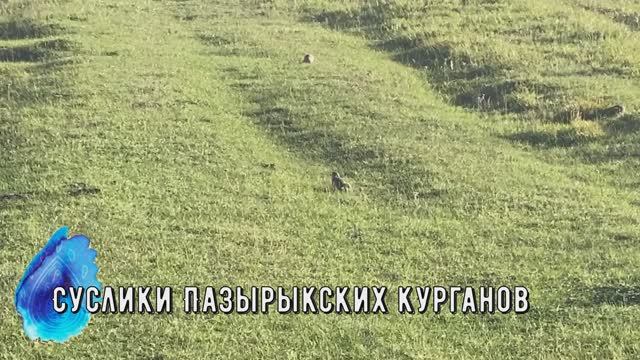 Суслики Пазырыкских курганов