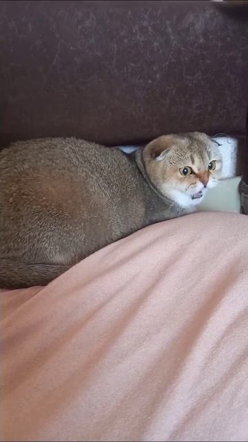 Тигр