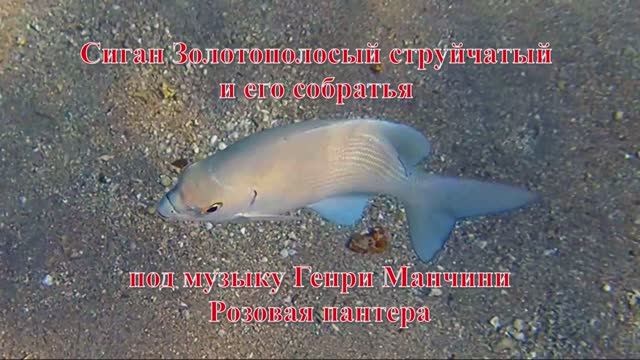 23. Сиган Золотополосый струйчатый и его собратья под музыку Генри Манчини - Розовая пантера