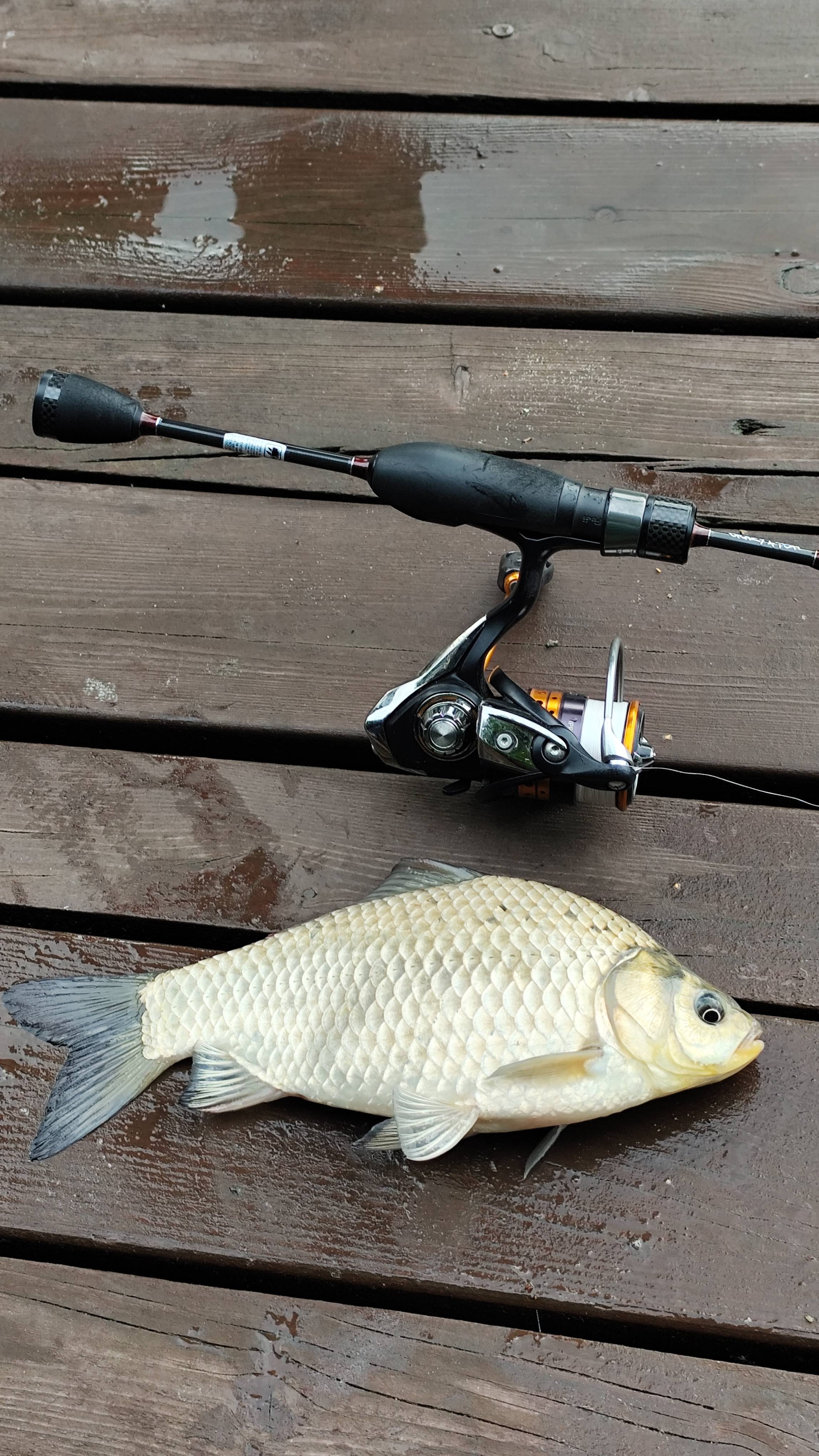 Карась сегодня радует!#хобби#рыбалка#fish#fishing#природа#отдых#рыба#shorts#красота