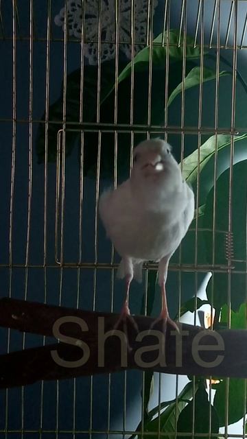 Любитель ночного пения.