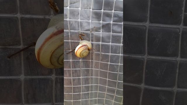 На даче в 2024 году появились вот такие улитки. Чего ждать?