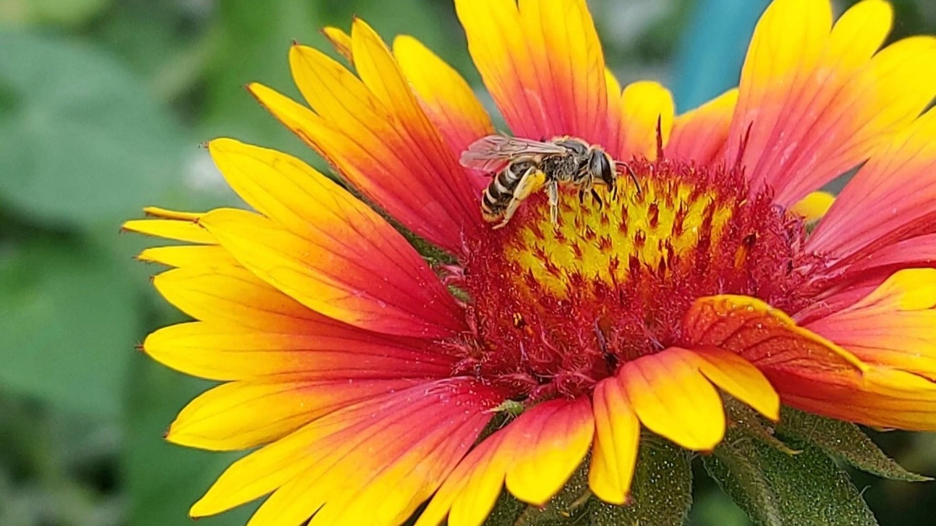 Гайлардия многолетняя.