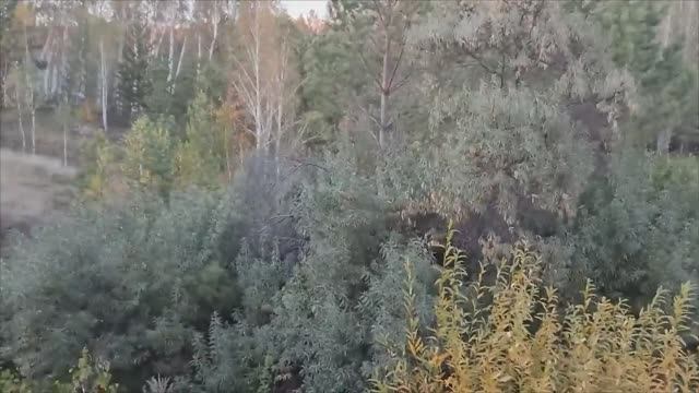 Вы забудете про болезни, если пить чай из листьев этого кустарника