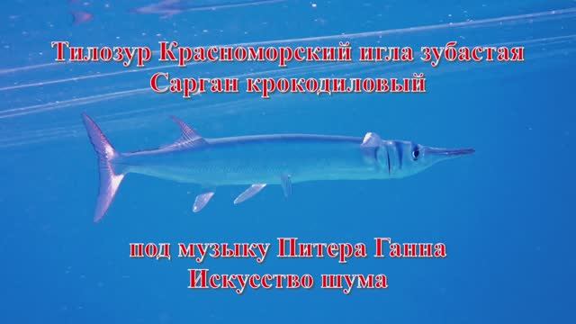 26. Тилозур Красноморский игла зубастая Сарган крокодиловый под музыку Питера Ганна Искусство шума