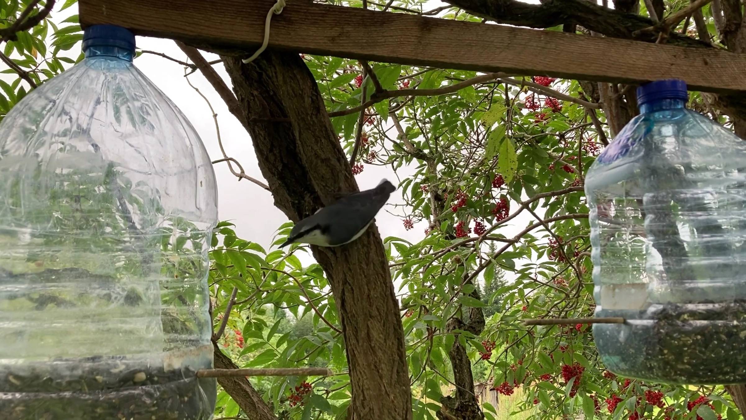 Бурундук. Птицы Поползни, Зеленушки, Синицы, Дубонос. Часть 52