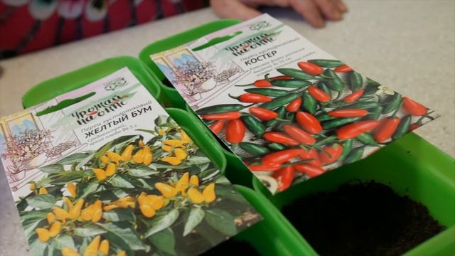 РАССАДА ПЕРЦА