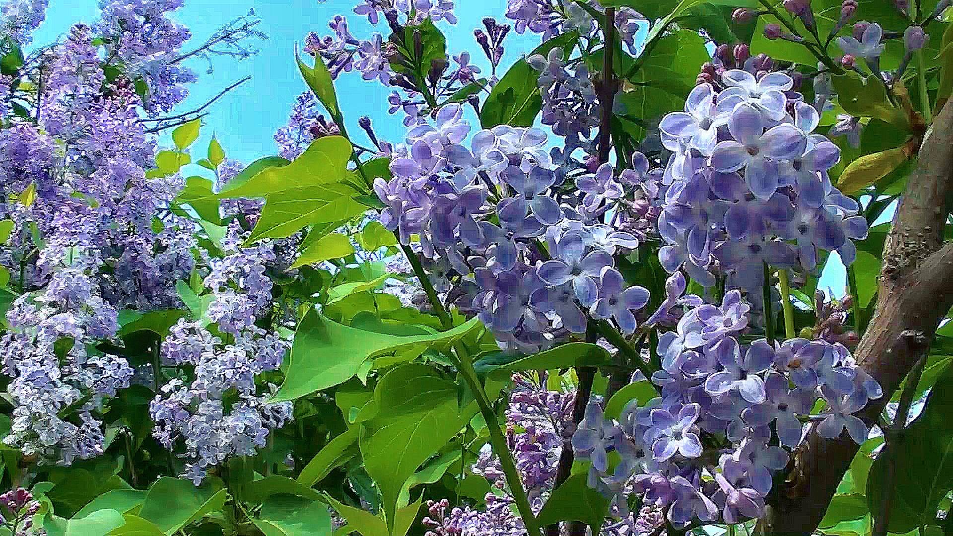 Весна пришла.