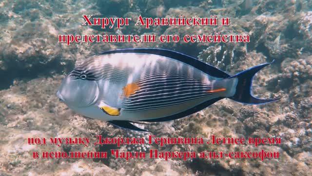 17. Хирург Аравийский и представители его семейства под альт-саксофон Чарли Паркера