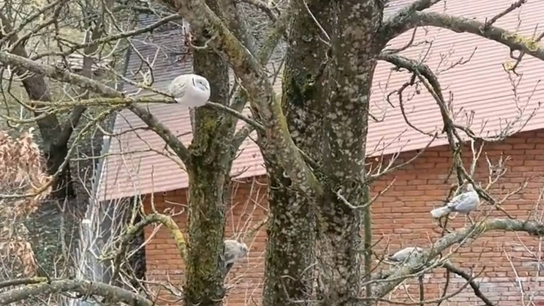 Какие то птицы рановато прилетели.