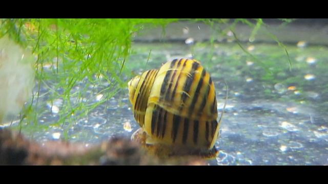 Ч 69 Аквариум Спикси