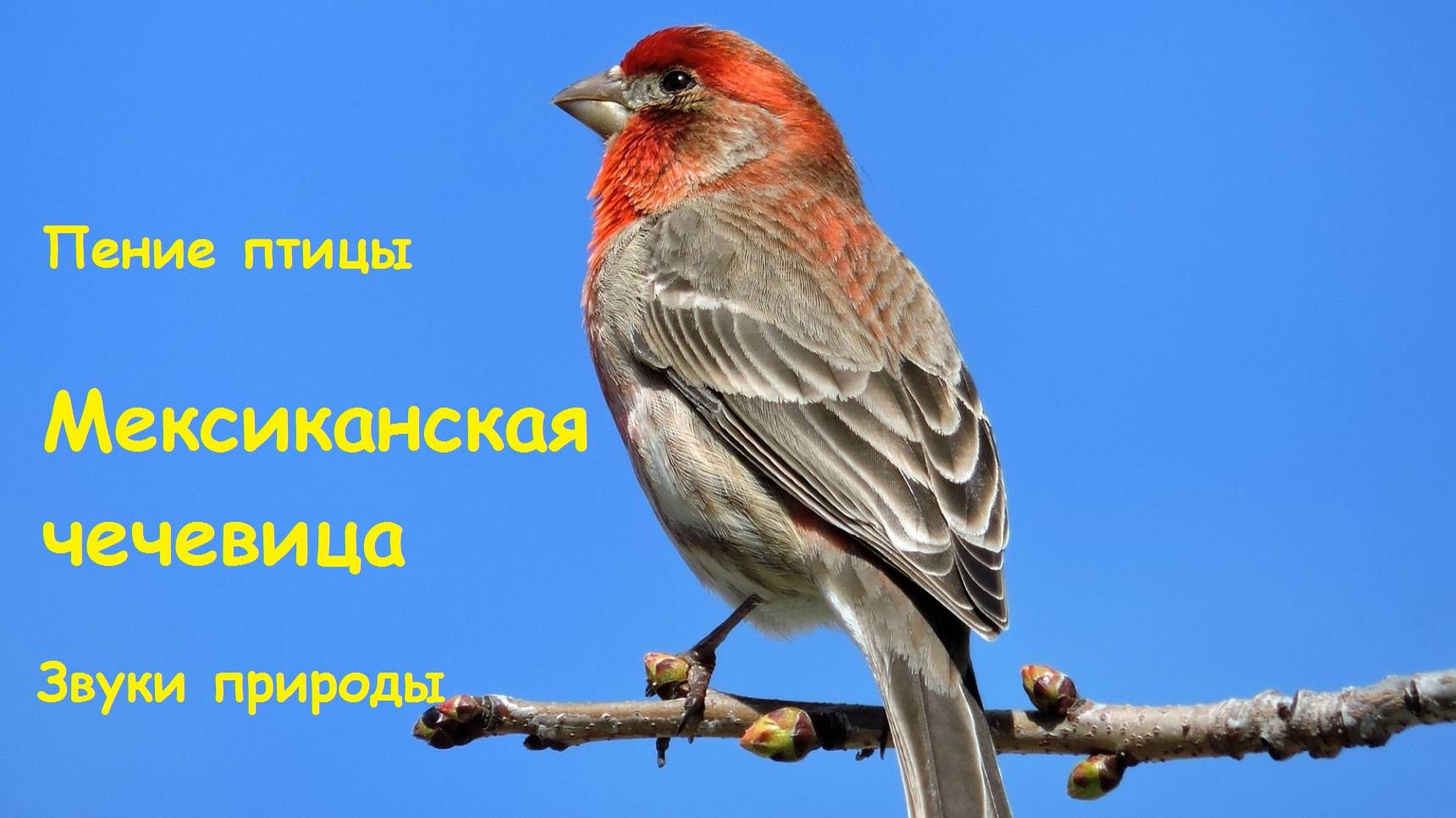 Пение птицы. Мексиканская чечевица. Звуки природы