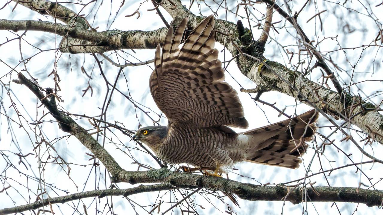 Владимир Швецов - "ПриРАдная тишина"
