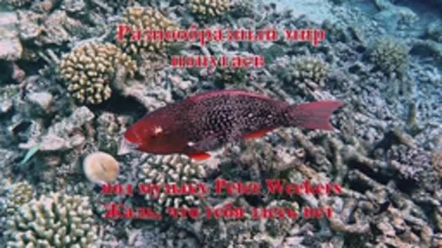 20. Разнообразный мир попугаев под музыку Peter Weekers Жаль, что тебя здесь нет