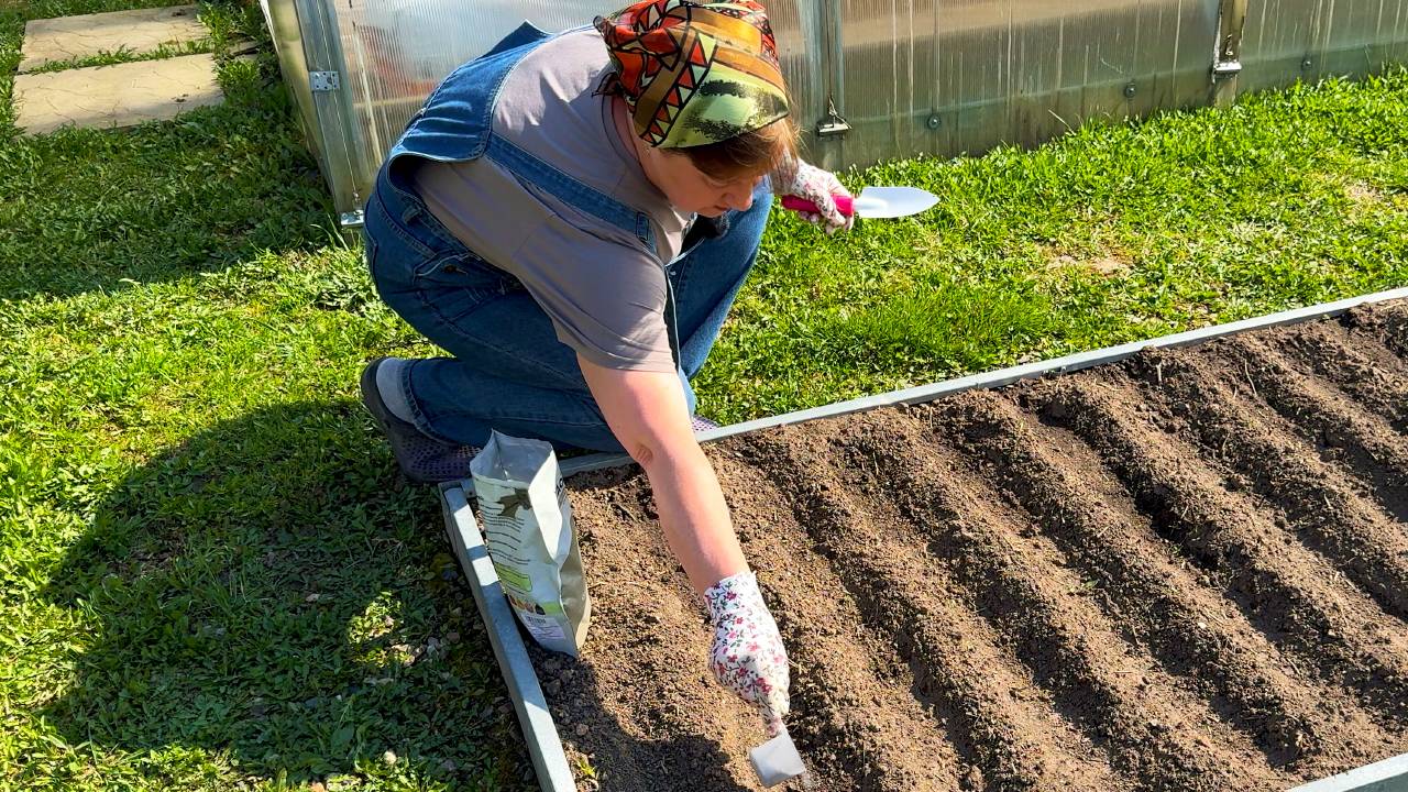 Пришло время сажать лук.