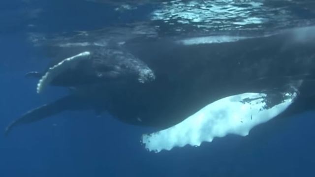 ПɛHиɛ kиTɔƁ ~432 Гц~