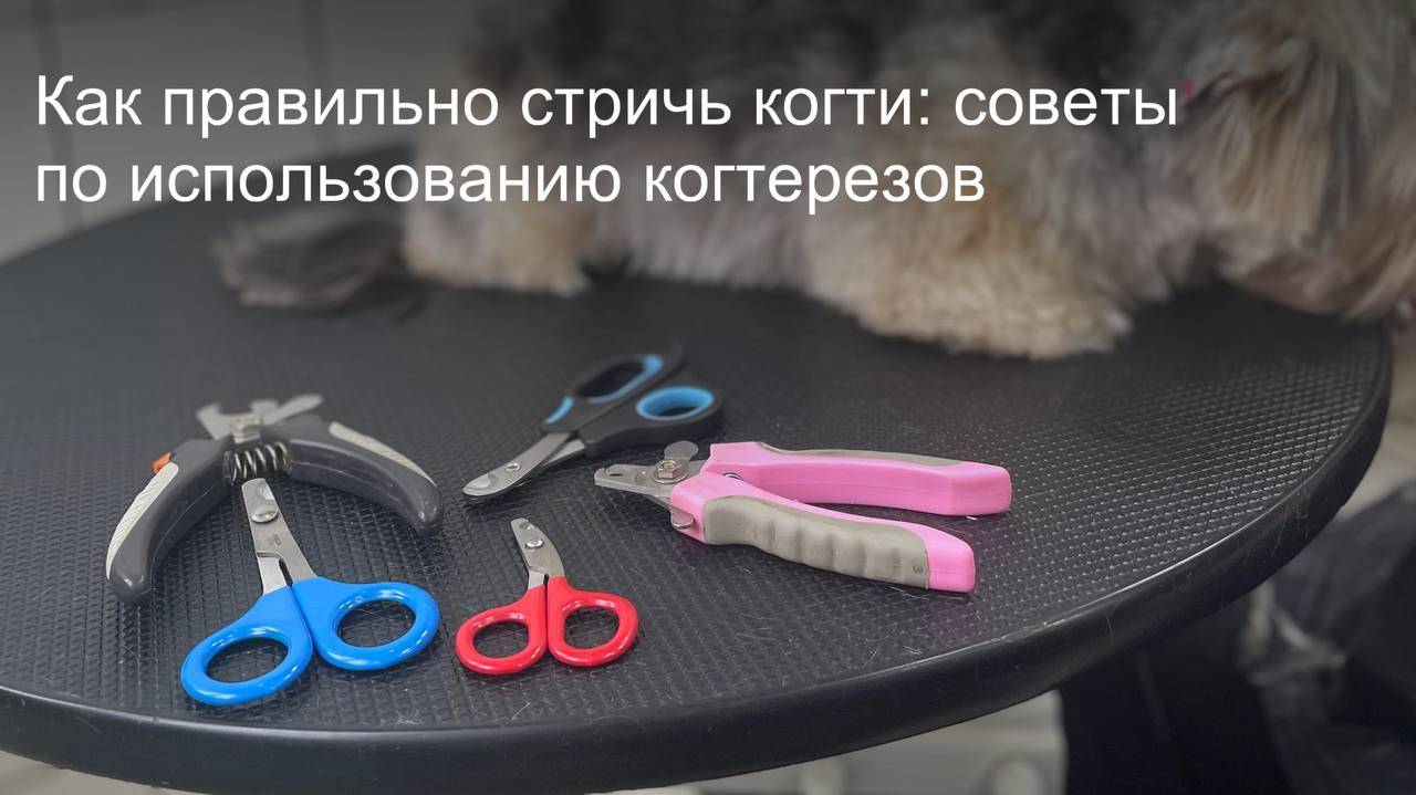 Как правильно стричь когти: советы по использованию когтерезов #какстричькогти #стрижкакогтей #собак
